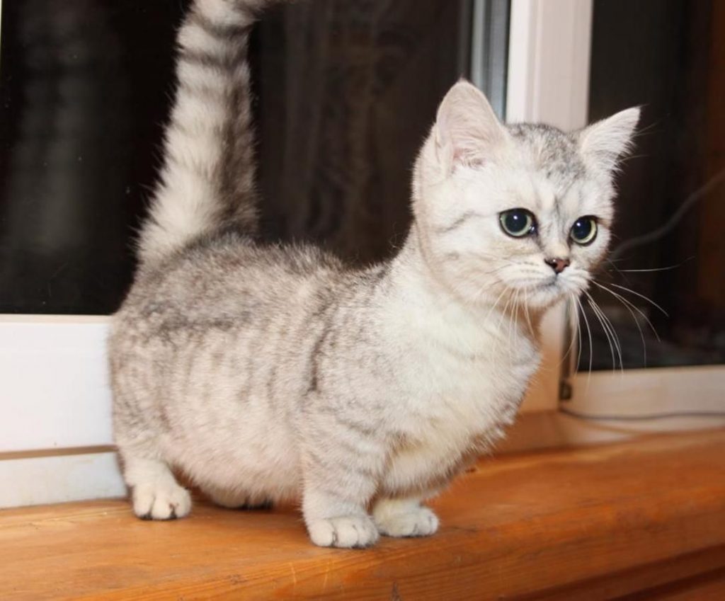 Munchkin Malaysia Fundacionfaroccr Harga Kucing Munchkin Malaysia